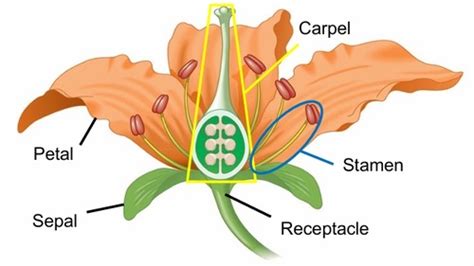 Plant Reproduction Flashcards Quizlet
