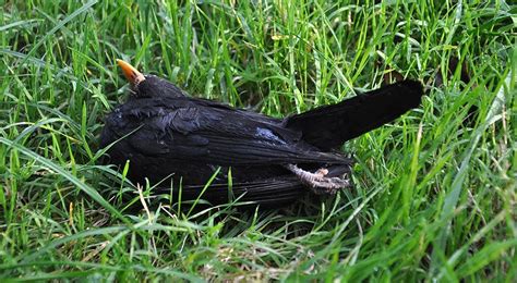 Erneut Massives Amselsterben Durch Usutu Tödliches Virus Ist Inzwischen In Ganz Deutschland