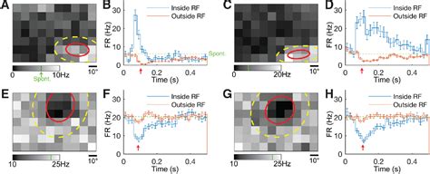 Figure 7 From Segregation Of Visual Response Properties In The Mouse