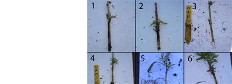 Different Root Development Stages For Cuttings From Top Left Is Root Download Scientific