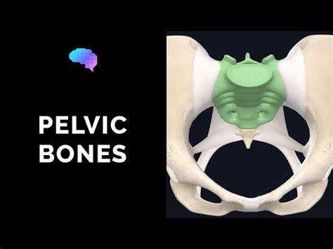 Bones Of The Pelvis Anatomy Pelvis Anatomy Labeled Diagram