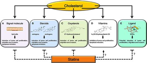 Frontiers Cholesterol And Its Metabolites In Tumor Growth