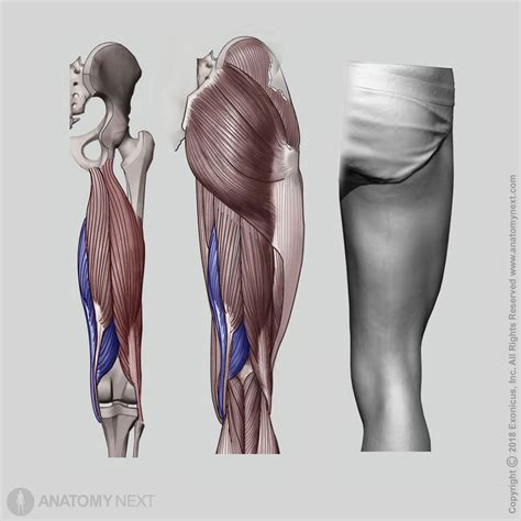 Semimembranosus Anatomy App