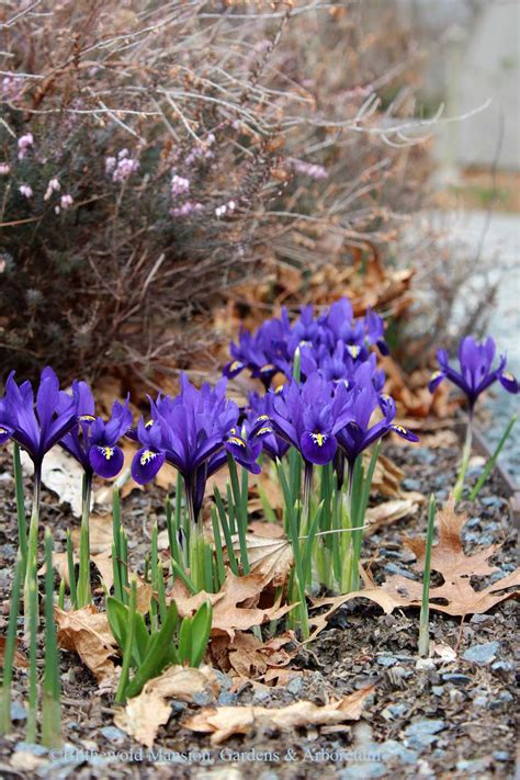Iris Reticulata ‘pixie Blithewold