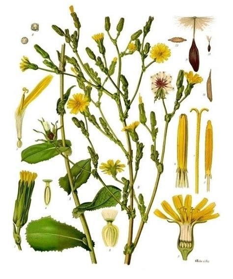 Lactuca Alchetron The Free Social Encyclopedia