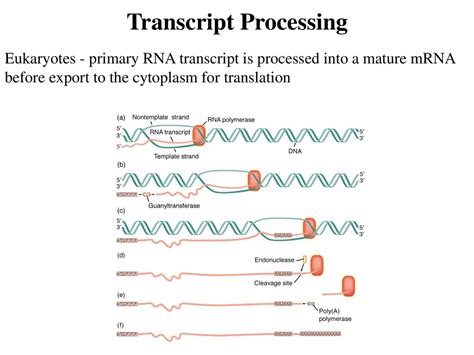 Genotype Transcription And Translation Ppt Download