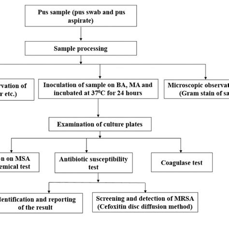 Flow Chart Representing Isolation And Identification Of Mrsa From Pus