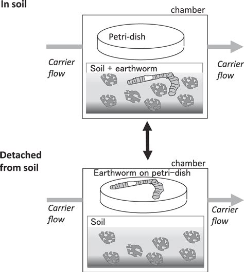 Schematic Diagram Of Experiment In Soil And Detaching From Soil In EX 3 Download Scientific