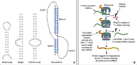 7 rna secondary structure a some secondary structures of rna rna