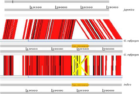 Genomic Sequence Comparison Of Orthologous Genomic Regions From Rice Download Scientific