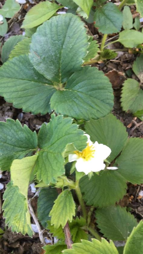 ხეხილის ნერგები