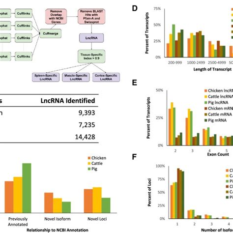 Identification Of Lncrnas A Computational Pipeline Used To Identify Download Scientific