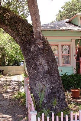 22 Trees Growing Around Objects Now That S Nifty Growing Tree Tree Trees To Plant