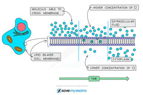 Diffusion And Facilitated Diffusion Flashcards Quizlet