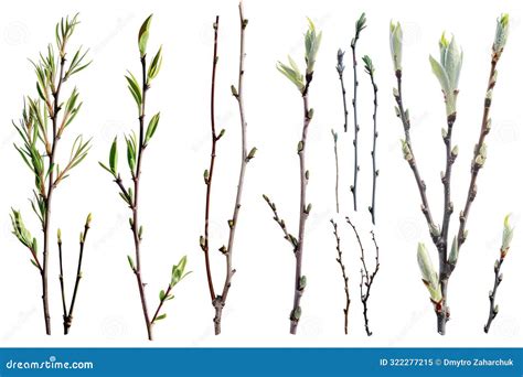 Willow Tree Twigs With Buds And Leaves On A White Background Stock