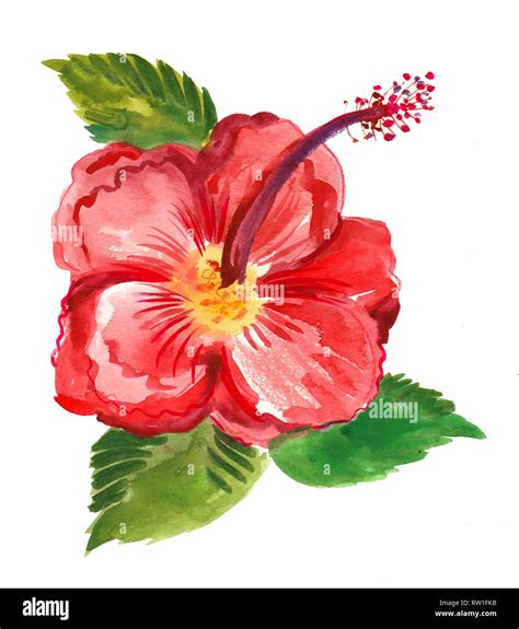 Hibiscus Flower Watercolor