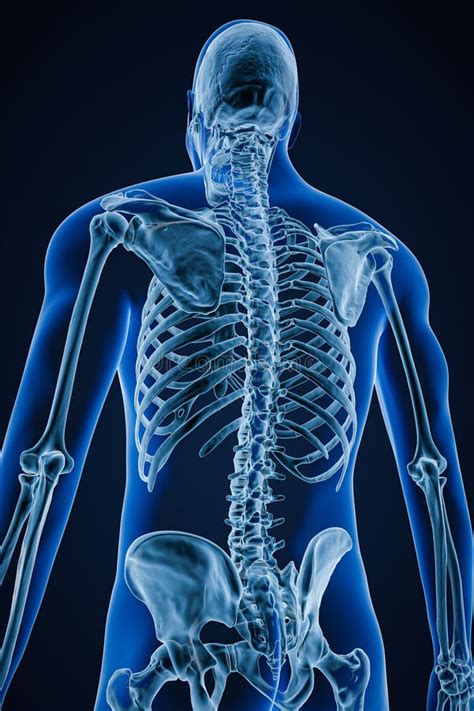Xray Image Of Low Angle Posterior Or Back View Of Accurate Human