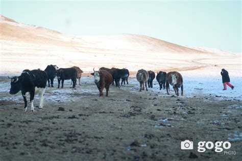 Мал тэжээвэр амьтдын тооллого эхлэхэд дөрөв хоног үлдлээ