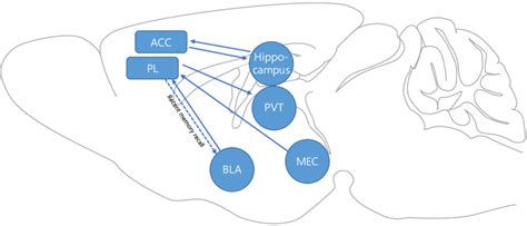 Functional Network Of Remote Fear Memory Active Regions During The Download Scientific Diagram