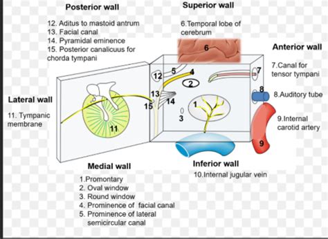 Kartlar Anatomy Of Tympanic Cavity Quizlet