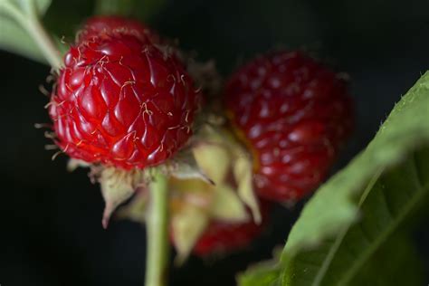 라즈베리 딸기 음식 Pixabay의 무료 사진 Pixabay