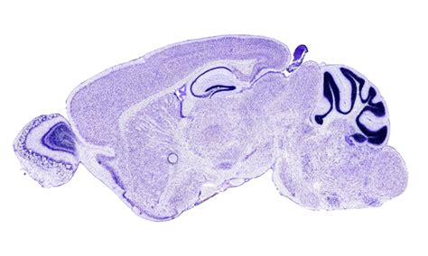 Mouse Hippocampus Histology Hippocampal Morphology Of The Four Rodent
