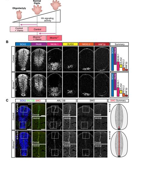 fig s6 analysis of spinal cord patterning in control and mosmo