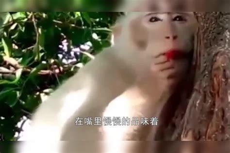猴子被骗吃辣椒瞬间脸色大变辣到怀疑猴生
