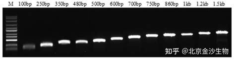 Pcr