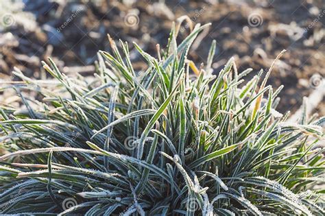 Frosty Grass On Winter Walks Stock Image Image Of Green Snowy 303538745