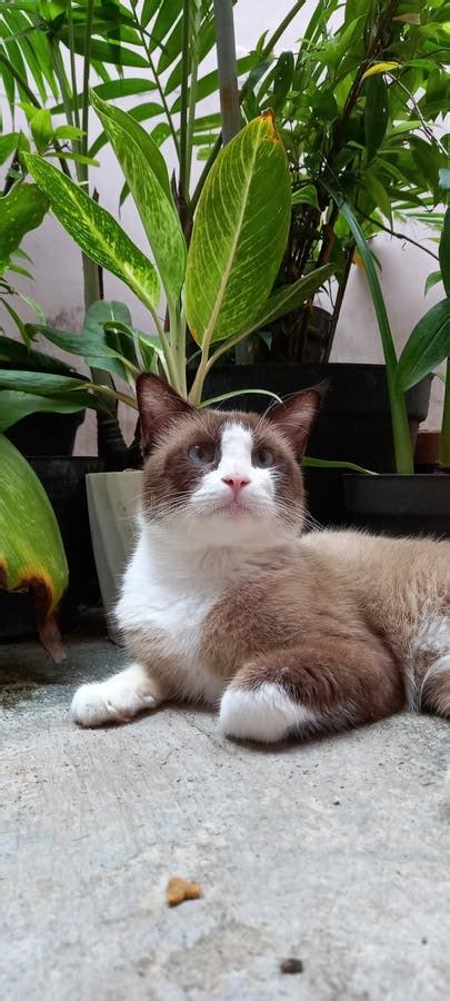 The Daily Behavior Of Cute And Adorable Cats Inside The House Stock Image Image Of House