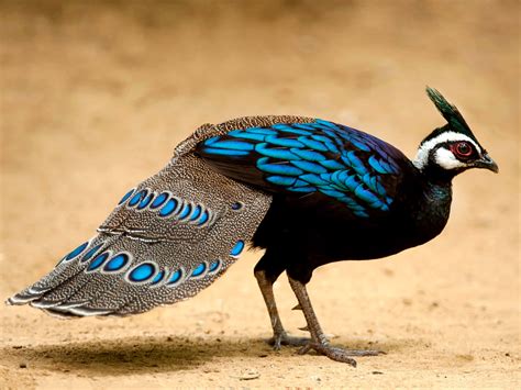 200 Peacock Pictures