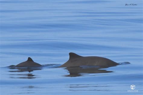 What Is The Difference Between Harbour Porpoises And Dall Porpoises