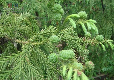 日本柳杉 快懂百科