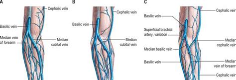 Elbow Clinical Gateclinical Gate