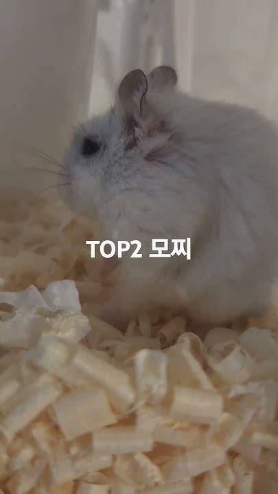 햄스터 이름 추천 순위 Youtube