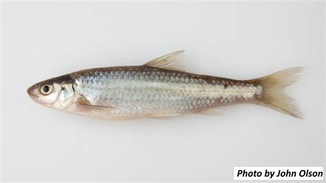 Fish Iowa Fish Species Mississippi Silvery Minnow