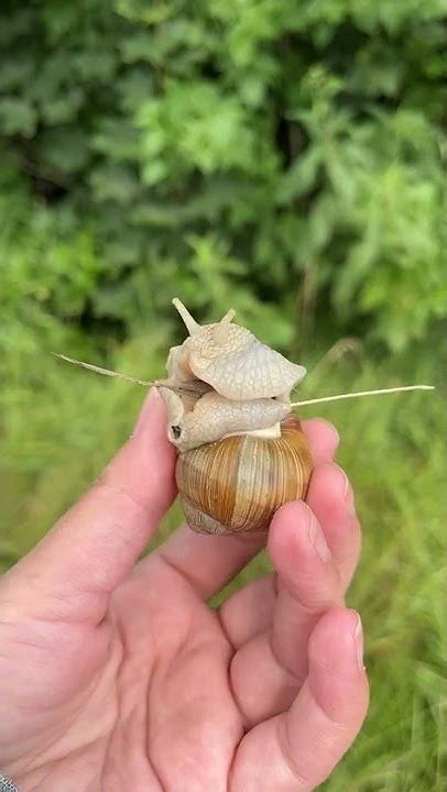 Великий равлик равлик найкраще Youtube