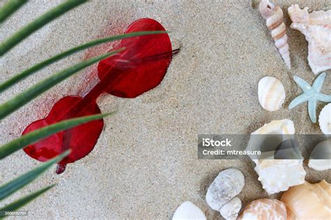 조개껍데기와 불가사리 더미 야자수 잎 햇볕이 잘 드는 모래 해변 썰물 때 부서지는 파도 바다와 해안선으로 둘러싸인 황금빛 모래