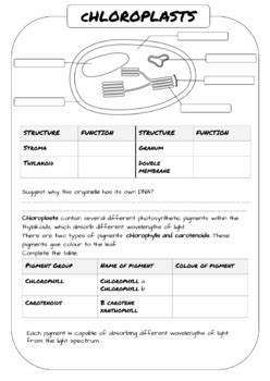 The Absorption Of Chlorophyll Worksheet Answer Key Prntbl Concejomunicipaldechinu Gov Co