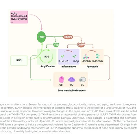Schematic Representation Of The Txnip Domain Organization Txnip Download Scientific Diagram