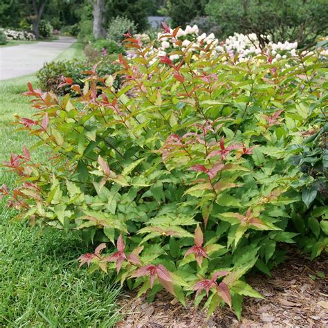 Diervilla Red Bush Honeysuckle From Tlc Wholesale Nursery
