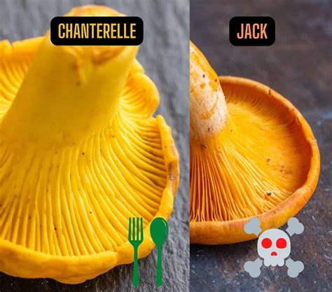 Jack O Lantern Mushrooms