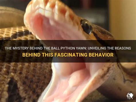 The Mystery Behind The Ball Python Yawn Unveiling The Reasons Behind