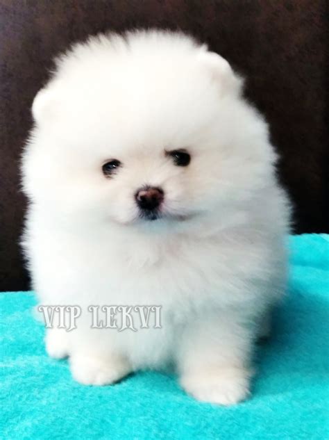 Vip Lekvi საუკეთესო ლეკვი საუკეთესო მინი ლეკვები Home