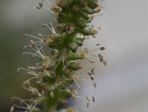 大葉子 おおばこ （車前子 しゃぜんし 、車前草 しゃぜんそう ） くもりぞら