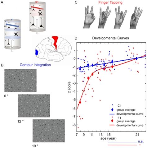 A Sideview Of The Human Brain With The Primary Visual Cortex V1 Br Download Scientific