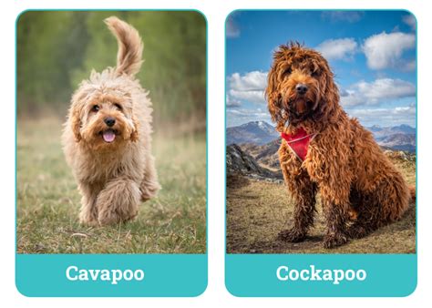 Cavapoo Vs Cockapoo The Differences With Pictures Dogster