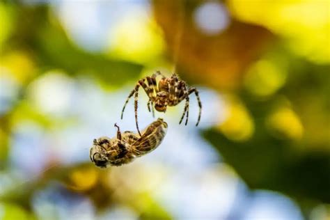 Do Spiders Eat Bees Fearsome Insect Predators Revive A Bee