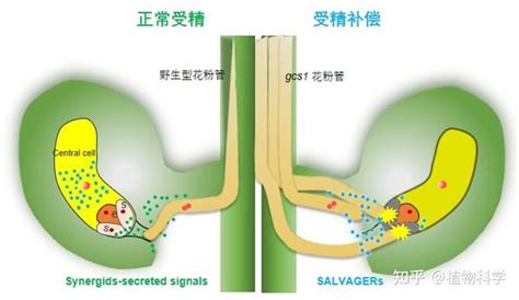 Cell 中国科学院遗传与发育生物学研究所李红菊研究组发现植物受精恢复新机制 知乎